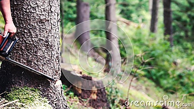 Man Cutting Tree with Chainsaw in the Forest. Stock Video - Video of ...