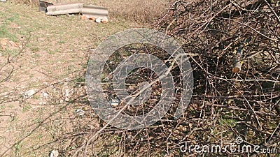 Man Dragging a Tree stock footage. Video of garden, caucasian - 245517010