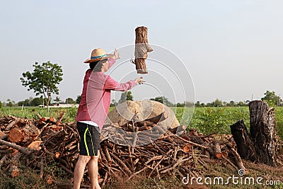 Man Farmer Throwing Timber Into The Firewood Stack At The Sugarcane ...