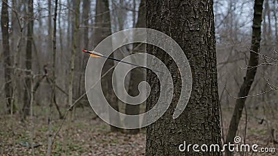 Man Firing Arrow into Tree in Forest Stock Video - Video of archer ...