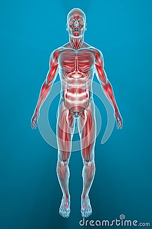 Man Muscles Anatomy Royalty-Free Stock Photography | CartoonDealer.com ...
