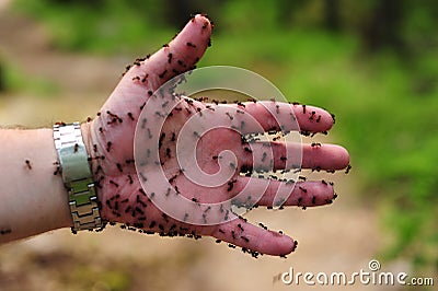 Man's Hand With Ants Stock Photography - Image: 18784752