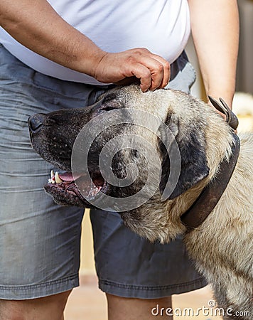 Man Stroking A Giant Kangal Royalty-Free Stock Photo | CartoonDealer ...