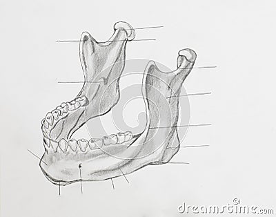 Mandible Pencil Drawing Royalty-Free Stock Photography | CartoonDealer ...