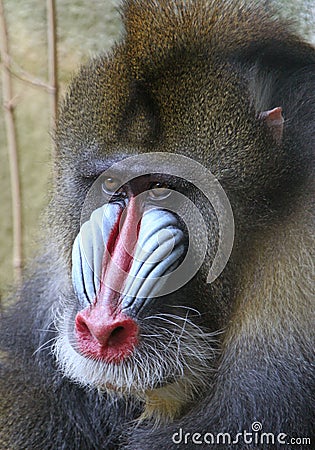 Mandrill Baboon Royalty Free Stock Photos - Image: 2691398