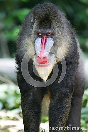 Mandrill Baboon Stock Photography - Image: 4376962