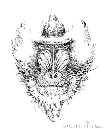Mandrill, Hand Drawing Cartoon Vector | CartoonDealer.com #43481741