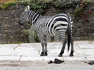Maneless Zebra, Equus Quagga Borensis, Is The Rarest Subspecies Of The ...