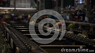 Mango Fruit in Line of Industrial Packaging Stock Video - Video of ...