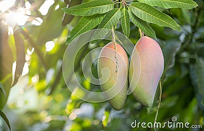 Mango Fruit On A Mango Tree In Mango Garden Background, Red Ivory Mango ...