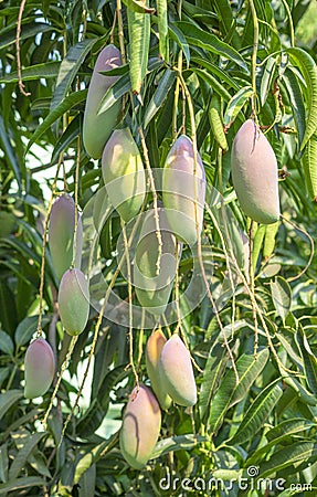 Mango Fruit On A Mango Tree In Mango Garden Background, Red Ivory Mango ...