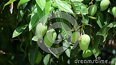 Mango tree. stock video. Video of season, fresh, summer - 279183271