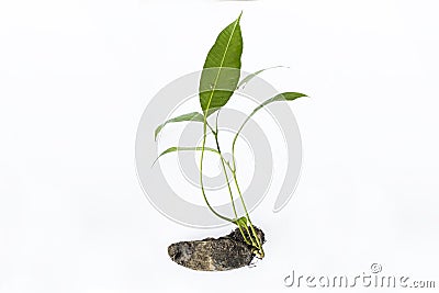Mango Tree Seedling With Roots Stock Photo - Image: 45712497