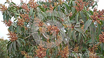 Mango tree shoots stock video. Video of tree, flowers - 269117955