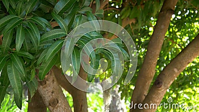 Mango tree trunk, 4K stock video. Video of farm, branch - 54472573