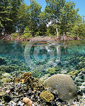 Mangrove Ecosystem Stock Images - Image: 20013084