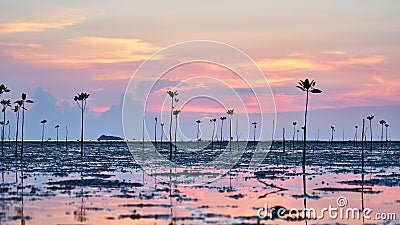 Mangrove And Pink Sunset Royalty-Free Stock Photography | CartoonDealer ...