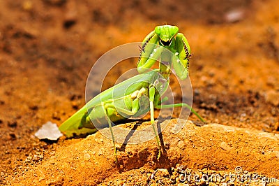 A Praying Mantis Started Fighting. Stock Image - Image: 29803411