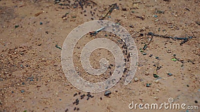 Many Ants Run One after Another on a Track Stock Footage - Video of ...