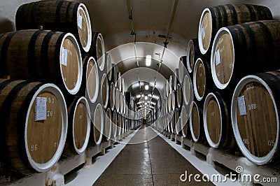 Many big wine barrels in a wine cellar - Stock Image - Everypixel