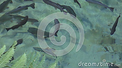 Many fish from above stock footage. Video of abstract - 83066810