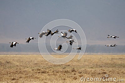 Many Flying Birds In Africa Savanna Royalty Free Stock Photography ...