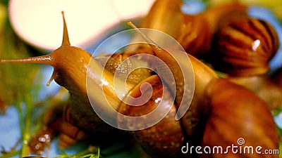 Many Snails Crawling and Eating Plants. Macro Stock Video - Video of ...