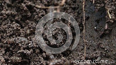 A Many Worms - Grubs are Writhe between Roots in Earth Stock Video ...