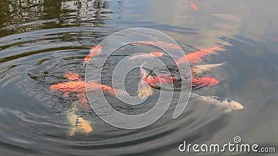 Manycoloured Fishlet on a Small Small Lake Stock Footage - Video of ...
