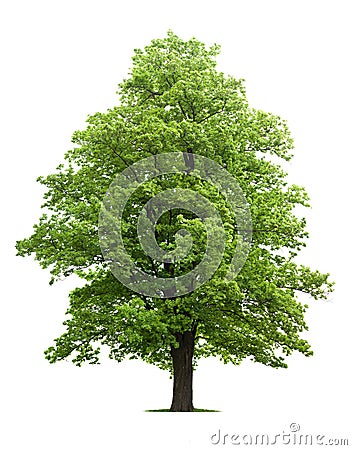 Maple Tree Stock Images - Image: 9162914