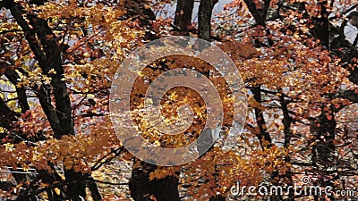 Maple Tree Blowing in the Wind, Slow Motion Stock Video - Video of ...