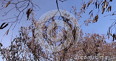 Maple Tree Branches in the Park in Spring Sunny Weather Stock Video ...