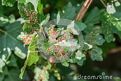 Maple Tree Infested With Gall Mites Stock Photography | CartoonDealer ...