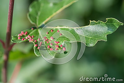 Maple Tree Infested With Gall Mites Stock Photo | CartoonDealer.com ...