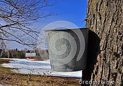 Maple Tree With A Sap Bucket Stock Image - Image: 24287381
