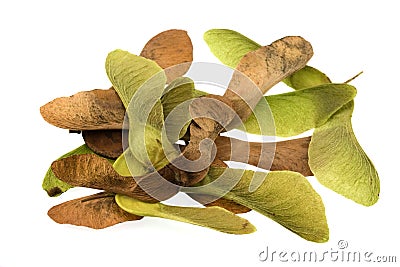 Maple Tree Seeds Stock Photo - Image: 6389240
