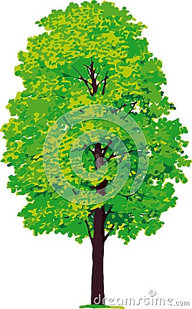 Maple Tree. Vector | CartoonDealer.com #18119457