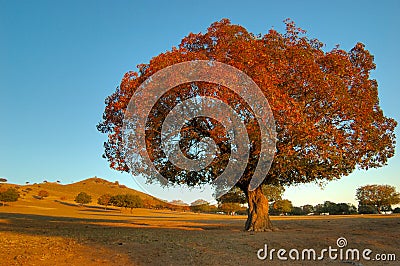 Maple Trees Stock Photos - Image: 3818443