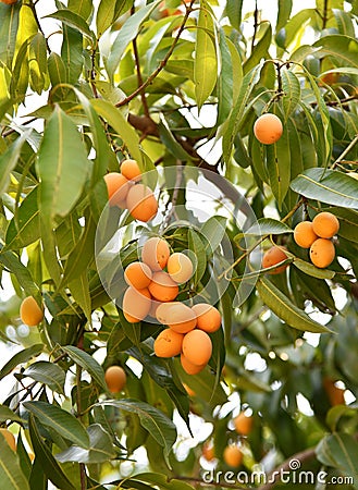 Maprang - Marian Plum Stock Photo - Image: 70057756