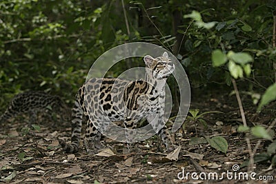 Margay Or Tiger Cat Or Little Tiger, Leopardus Wiedii Royalty Free ...