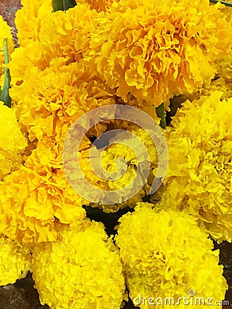 Marigold Leaf Yellow Floor Background Texture Stock Photography ...
