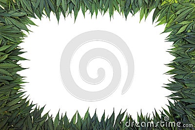 Marijuana Frame Stock Photo - Image: 31388380