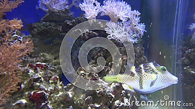 Marine Fish in the Beautiful Underwater Scenery in the Aquarium Stock ...