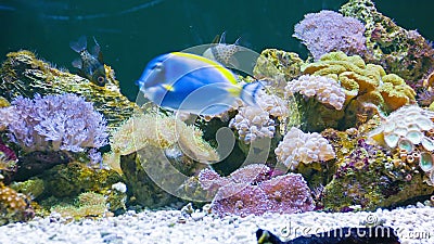Marine Fish in the Beautiful Underwater Scenery in the Aquarium Stock ...