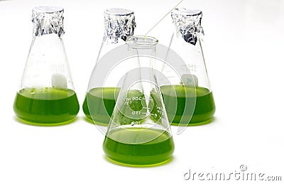 Marine Plankton Or Microalgae Culture Into Erlenmayer Flask In Stock ...