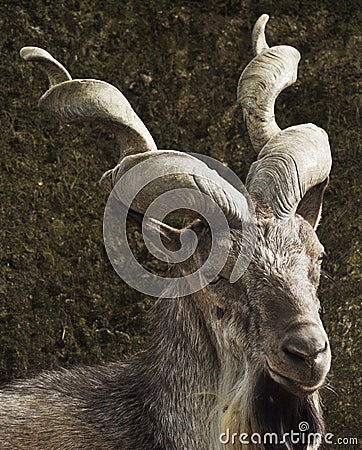 Markhor Stock Photo - Image: 43519009