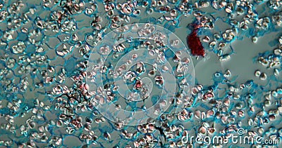 Marsh Marigold Root in Cross Section Stock Video - Video of secretion ...