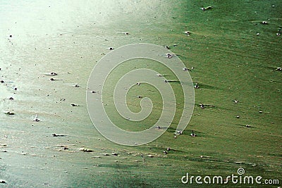 Mass Of Dead Algae Formed On Surface Of Water Due To Algae Bloom Stock ...