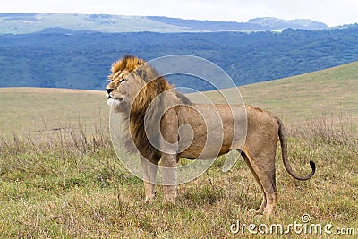 Massive Male Lion Royalty Free Stock Photos - Image: 20909028