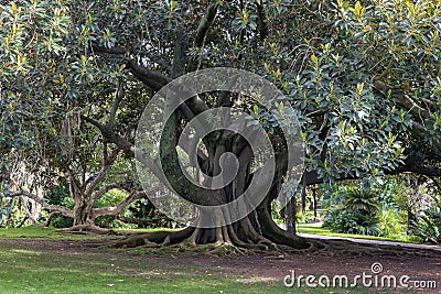 Massive Roots Of A Tree Moreton Bay Fig Royalty-Free Stock Photo ...